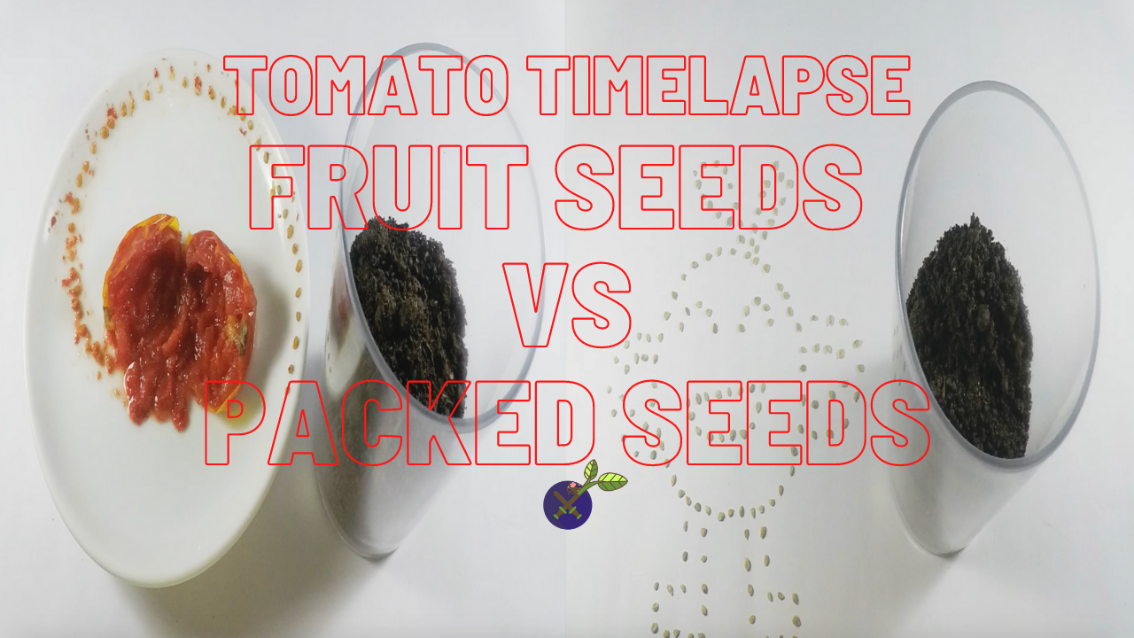 Fresh Tomato Seeds vs Pre-Packaged Tomato Seeds - plantsvsnewbies